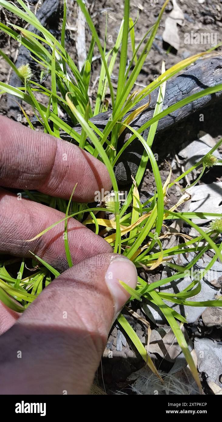 Shortleaf Spikesedge (Cyperus brevifolius) Plantae Stock Photo - Alamy