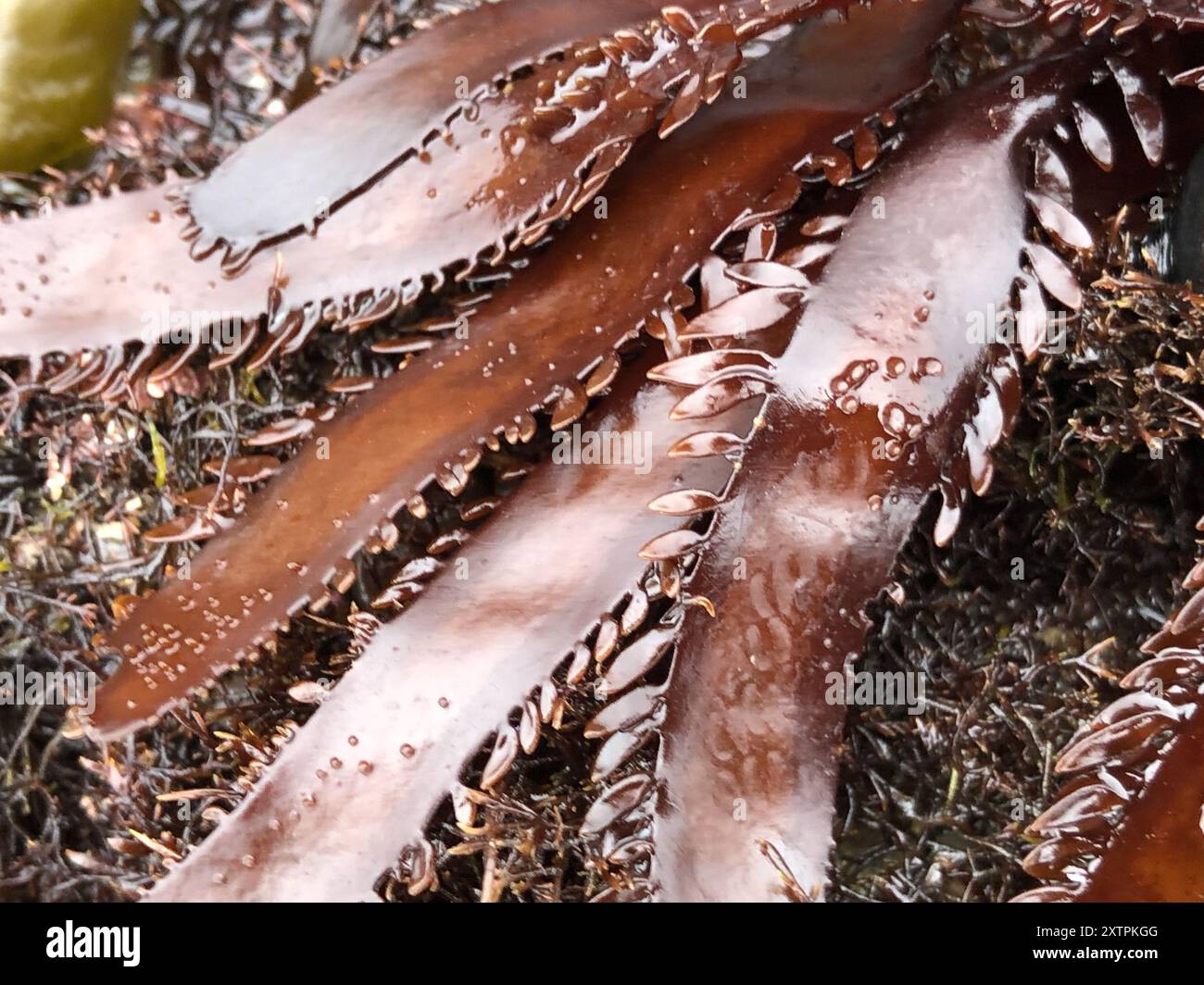 red algae (Rhodophyta) Plantae Stock Photo - Alamy