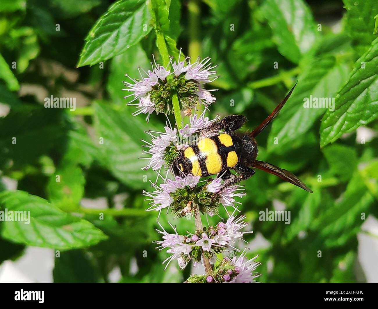 Colpa sexmaculata hi-res stock photography and images - Alamy