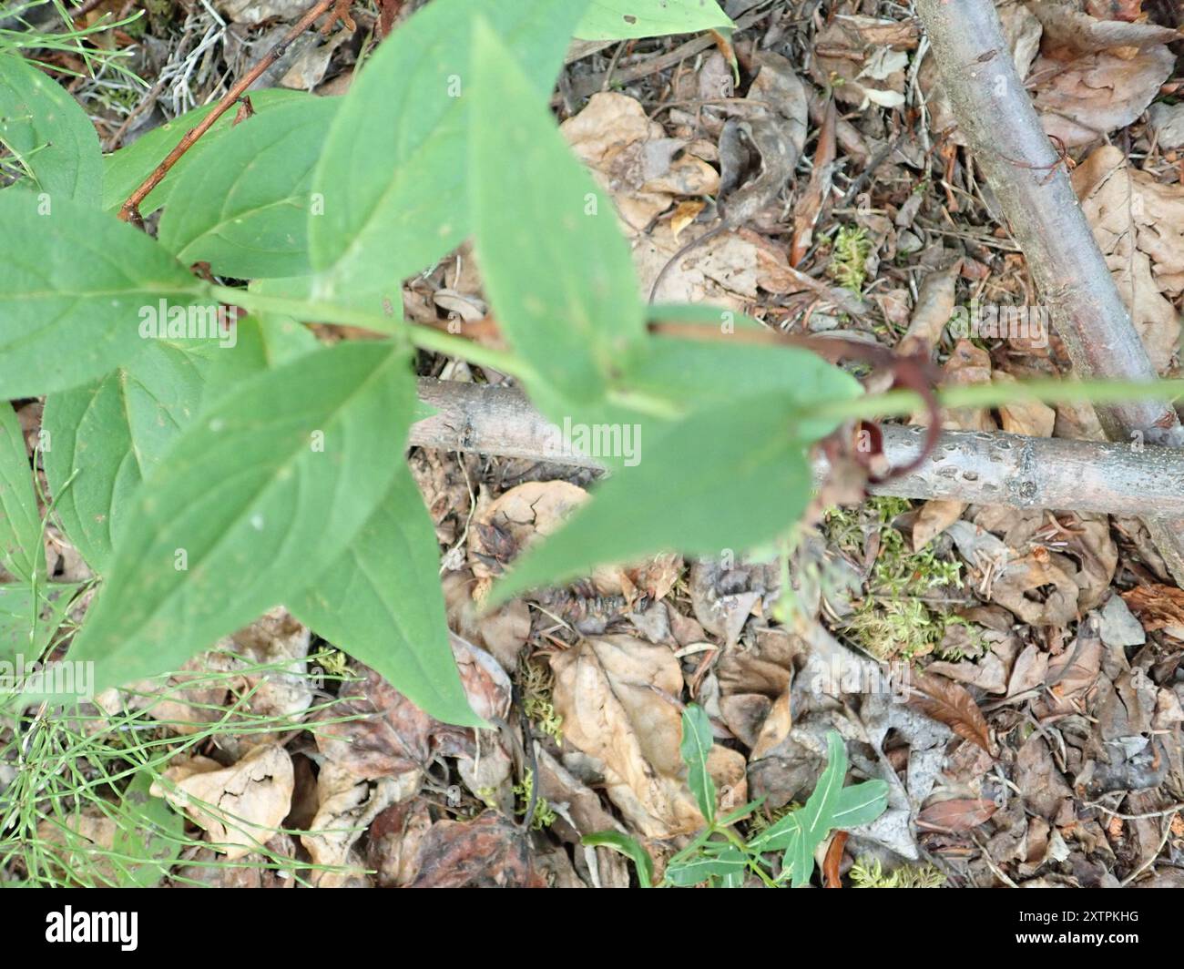 Tall Bluebell (Mertensia paniculata) Plantae Stock Photo - Alamy