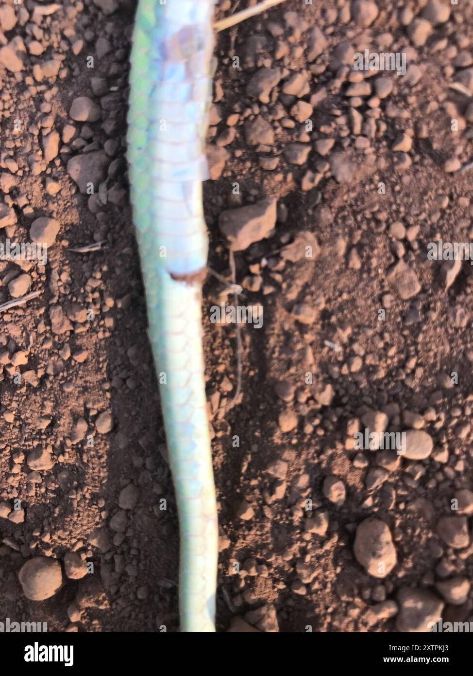 Philothamnus hoplogaster hi-res stock photography and images - Alamy