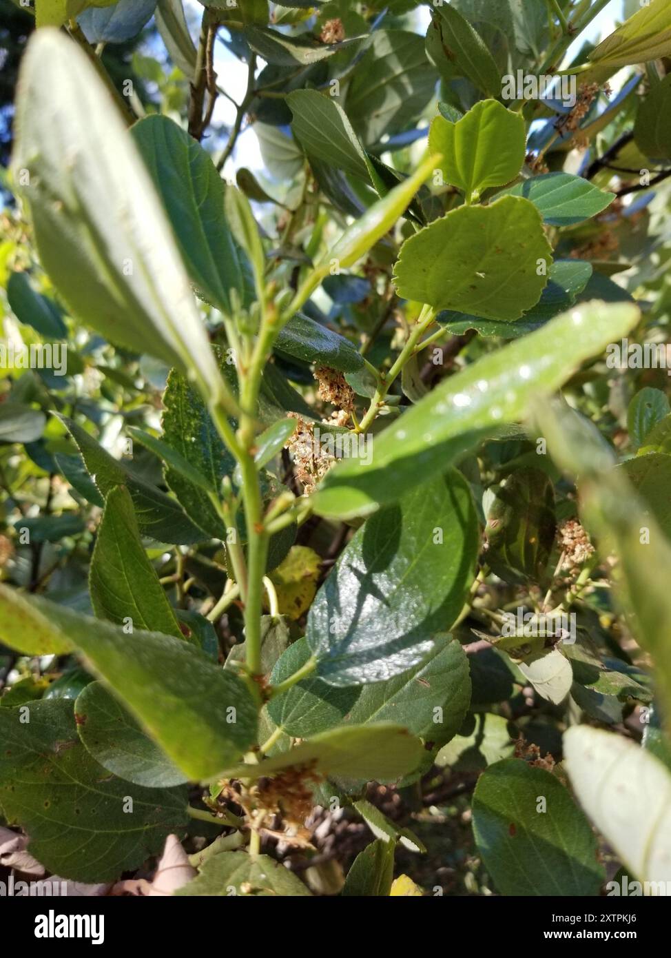 Snowbrush Ceanothus (Ceanothus velutinus) Plantae Stock Photo - Alamy