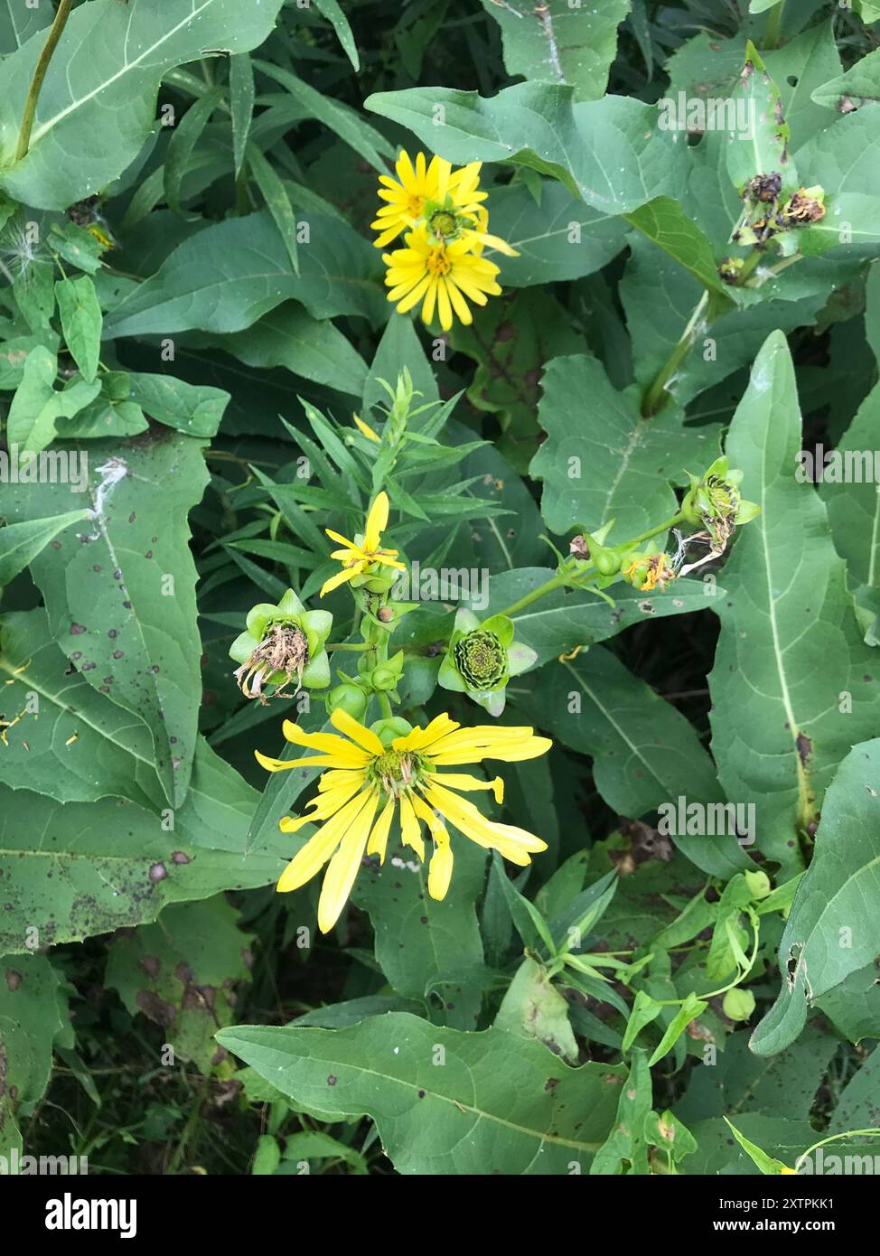 cup plant (Silphium perfoliatum) Plantae Stock Photo - Alamy