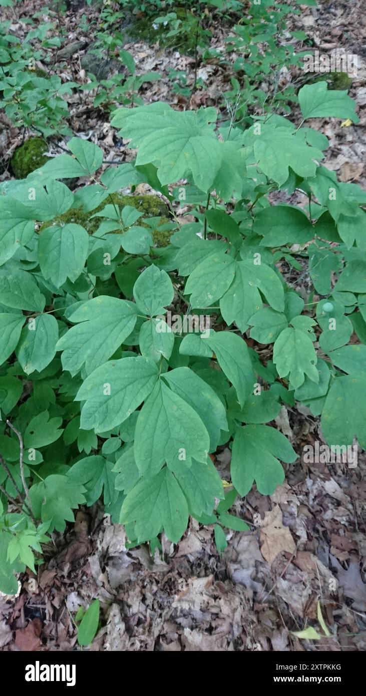 blue cohosh (Caulophyllum thalictroides) Plantae Stock Photo - Alamy