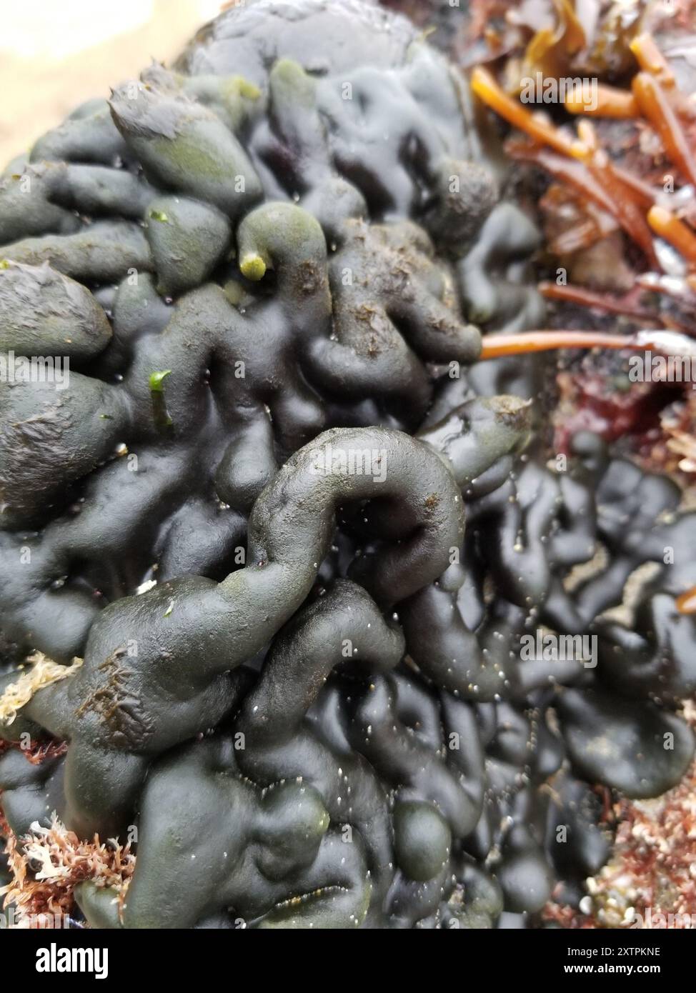 green spongy cushion (Codium setchellii) Plantae Stock Photo - Alamy