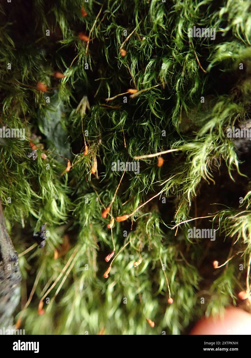 Silky Forklet-moss (Dicranella heteromalla) Plantae Stock Photo - Alamy