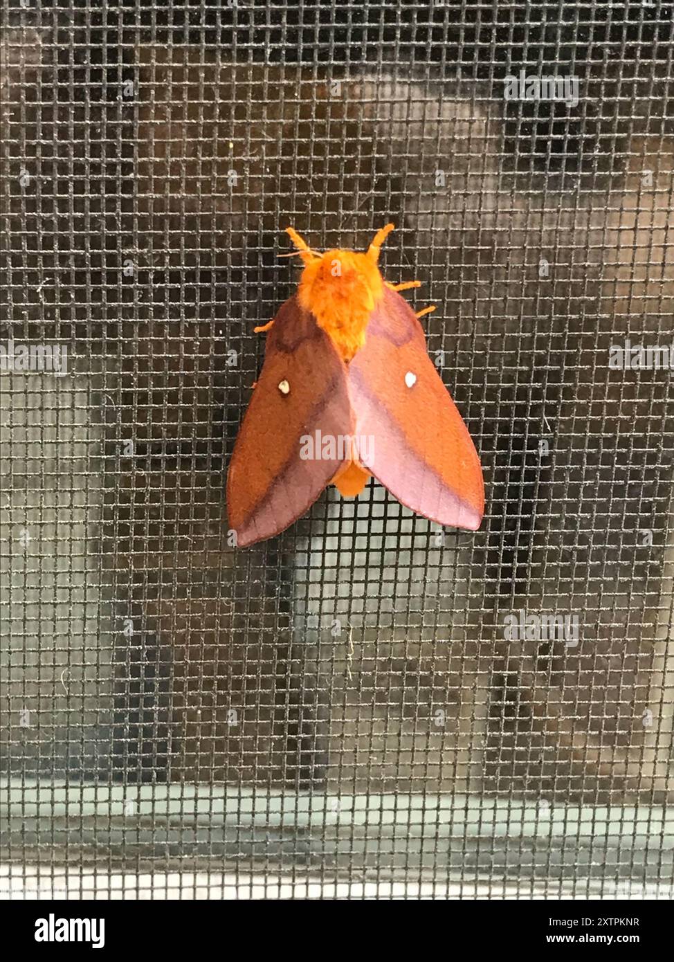 Pink-striped Oakworm Moths (Anisota virginiensis) Insecta Stock Photo ...