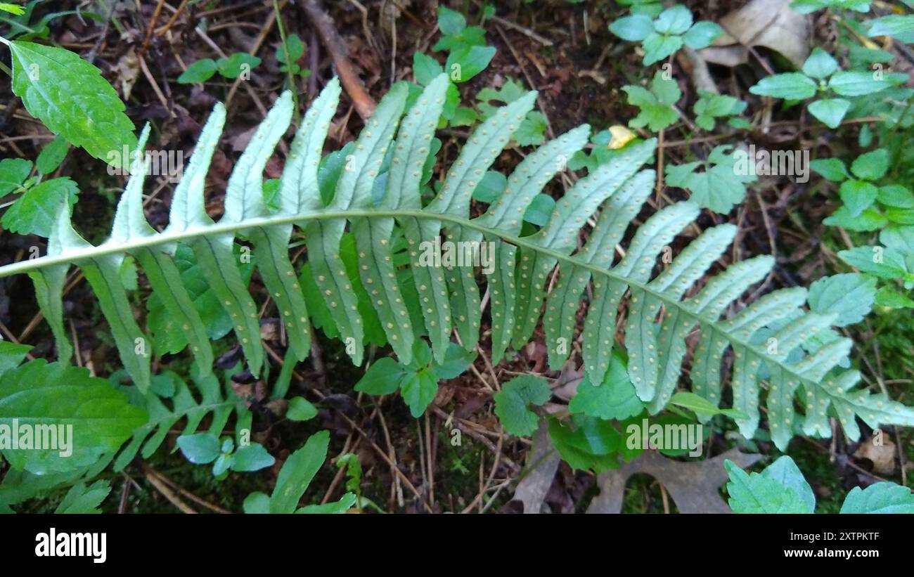 rock polypody (Polypodium virginianum) Plantae Stock Photo - Alamy
