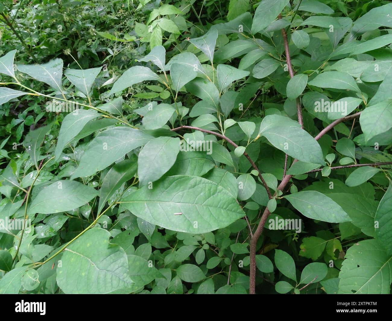 northern spicebush (Lindera benzoin) Plantae Stock Photo - Alamy