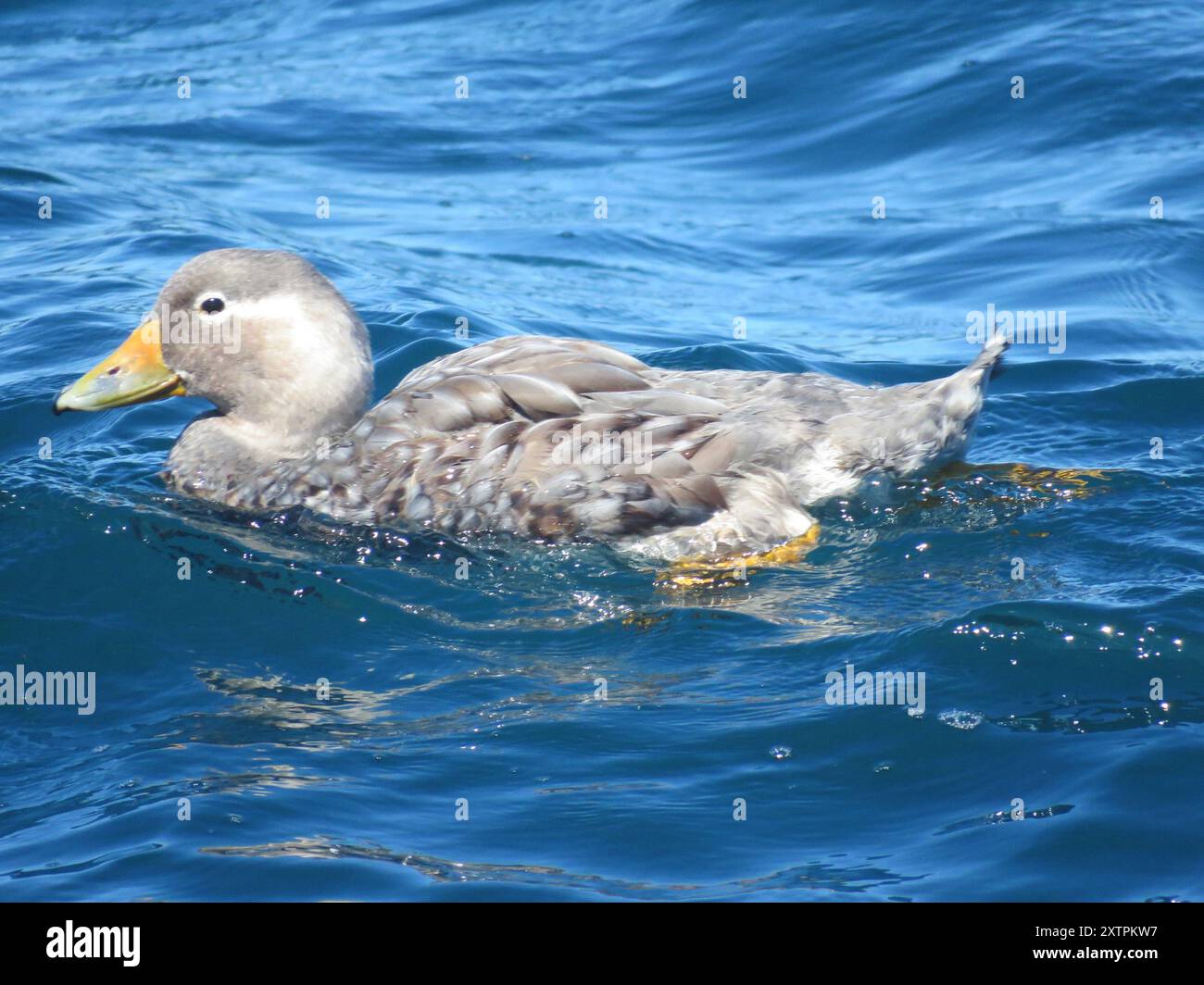 White-headed Steamer Duck (Tachyeres leucocephalus) Aves Stock Photo ...