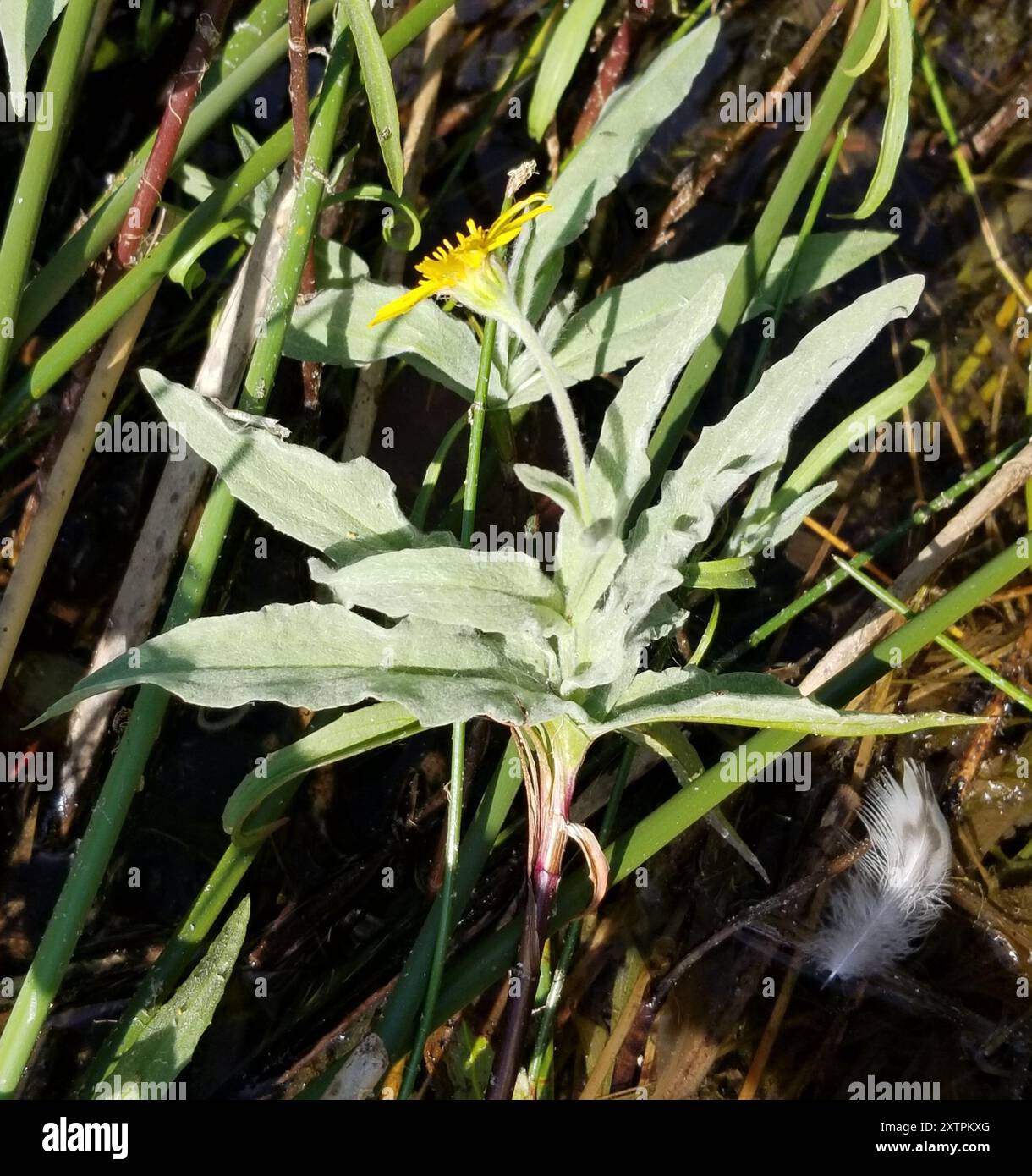 common woolly sunflower (Eriophyllum lanatum) Plantae Stock Photo - Alamy