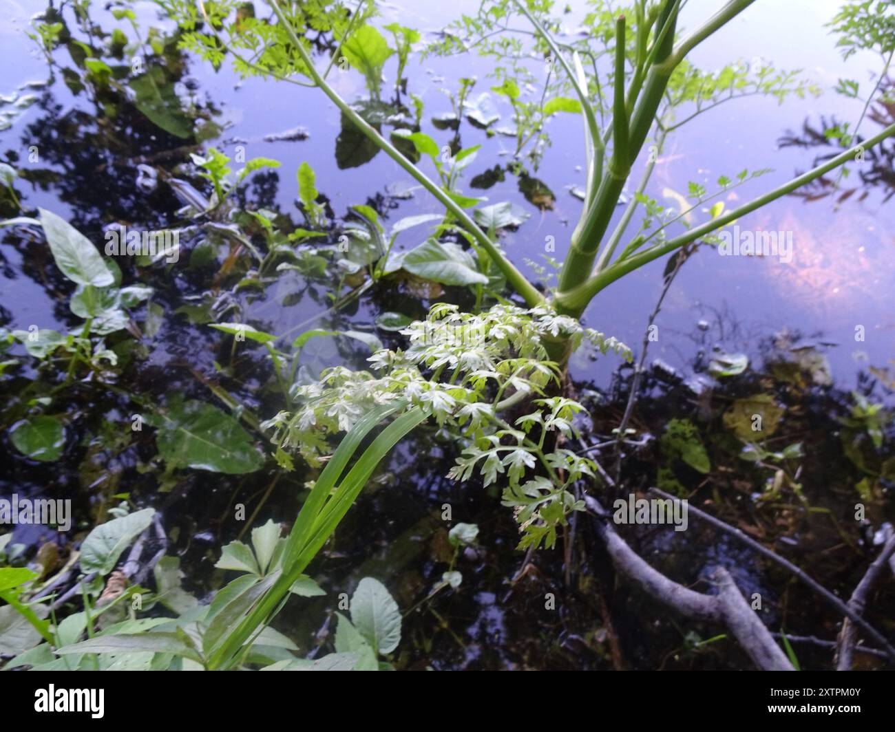 Fine-leaved Water-dropwort (Oenanthe aquatica) Plantae Stock Photo - Alamy