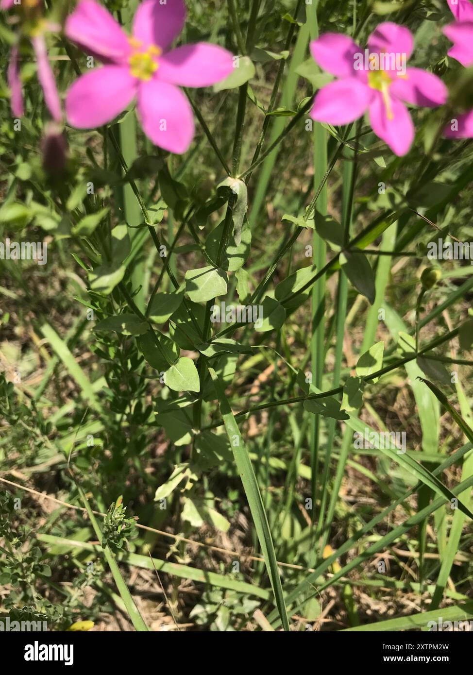 Rosepink (Sabatia angularis) Plantae Stock Photo - Alamy