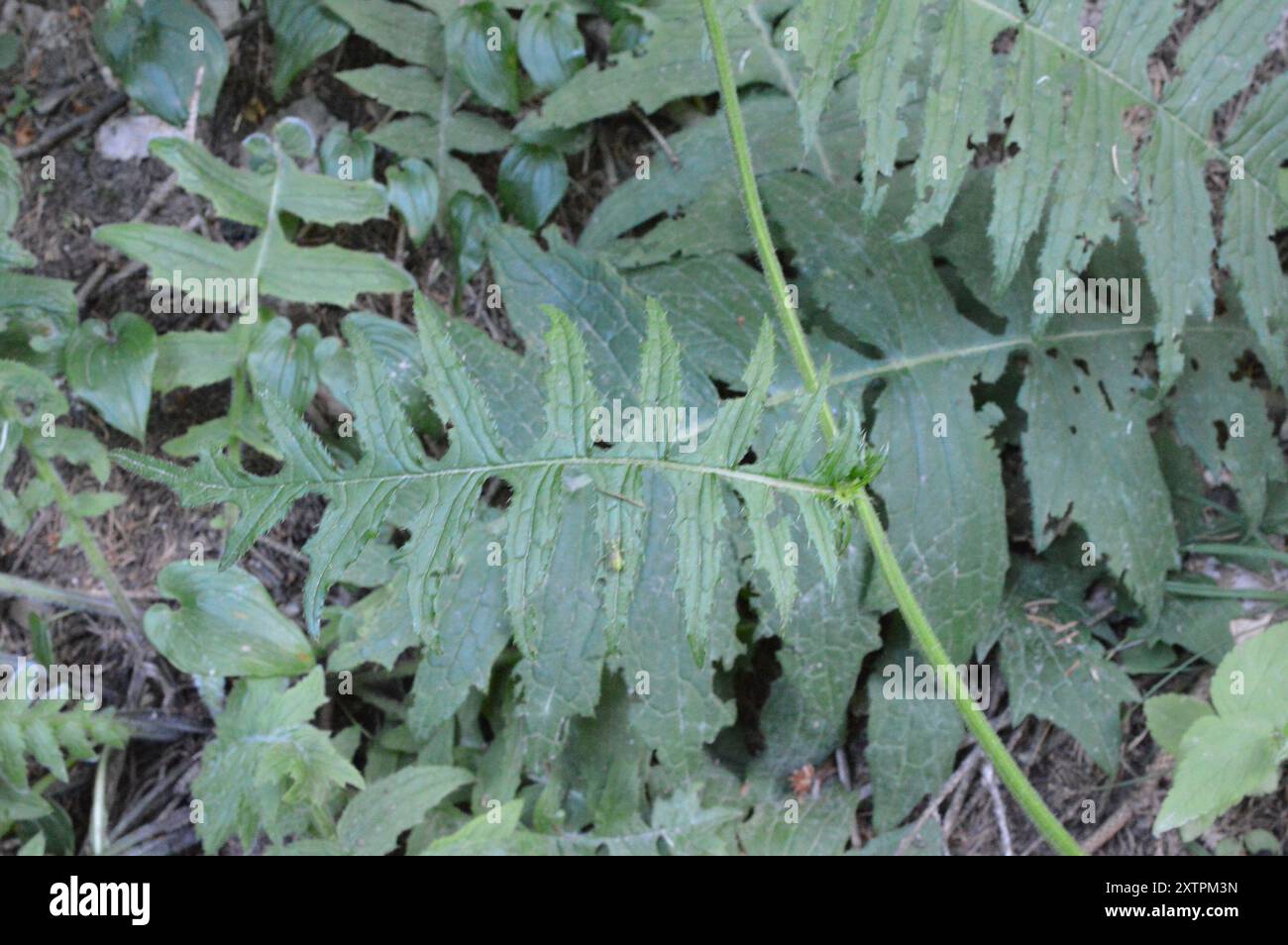 Yellow Thistle (Cirsium erisithales) Plantae Stock Photo - Alamy