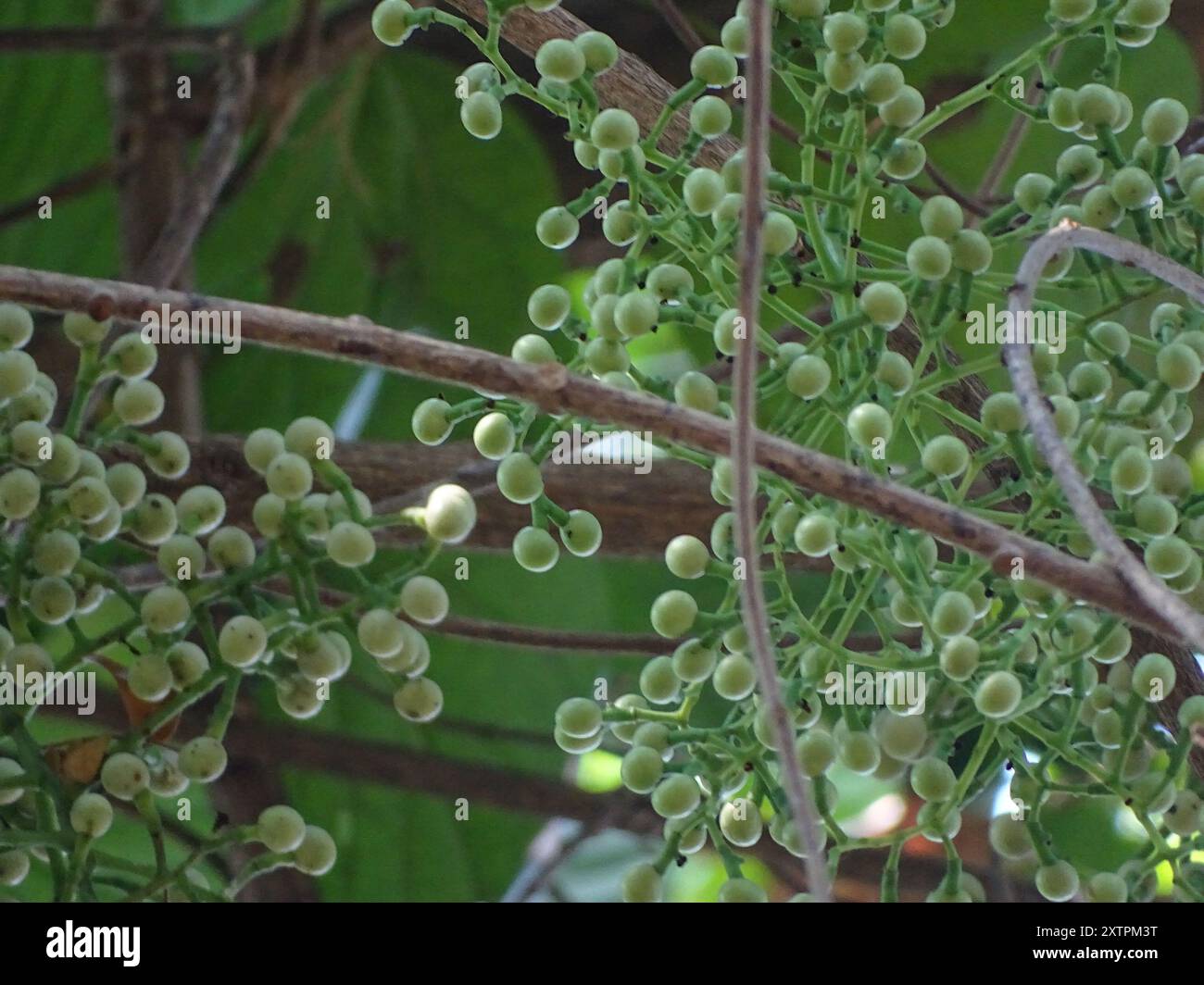 Anamirta cocculus hi-res stock photography and images - Alamy