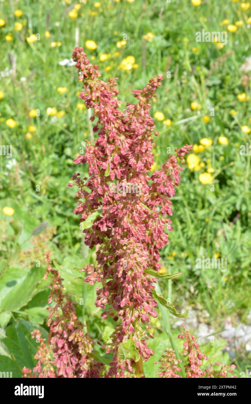 Monk's-rhubarb (Rumex alpinus) Plantae Stock Photo - Alamy