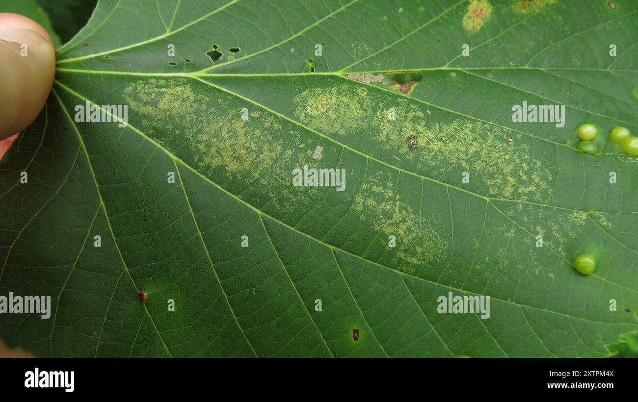 Basswood Lace Bug (Gargaphia tiliae) Insecta Stock Photo - Alamy