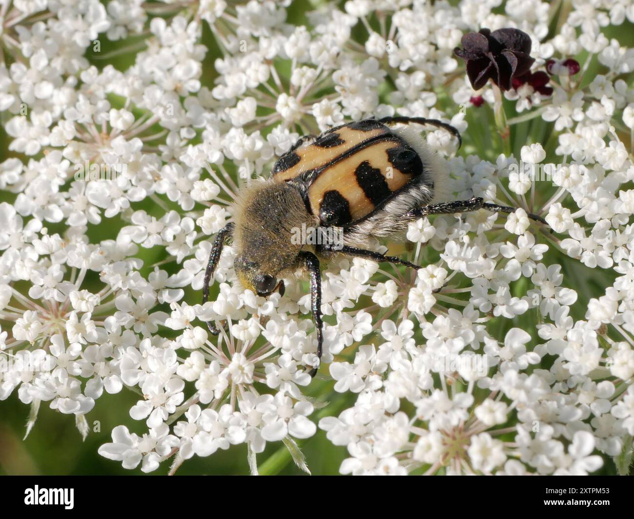 French Flower Chafer (Trichius gallicus) Insecta Stock Photo - Alamy