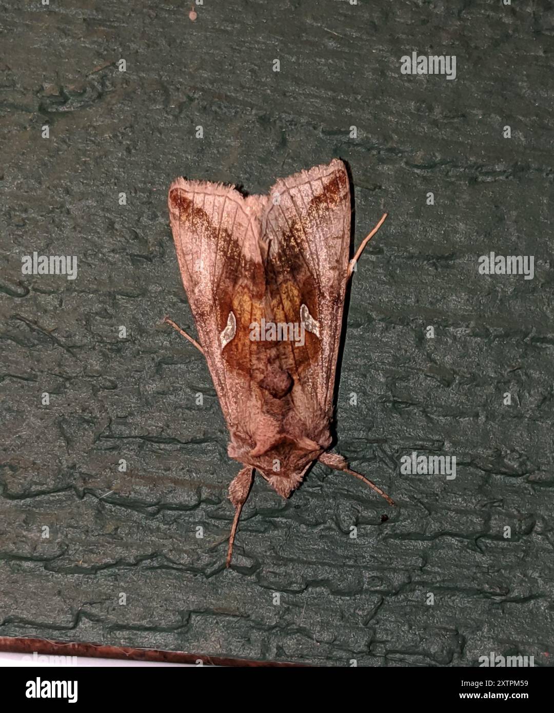 Shanded Gold Spot (Autographa metallica) Insecta Stock Photo - Alamy