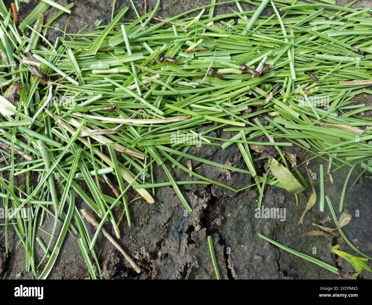 Northern Harvester Termite (Hodotermes mossambicus) Insecta Stock Photo ...