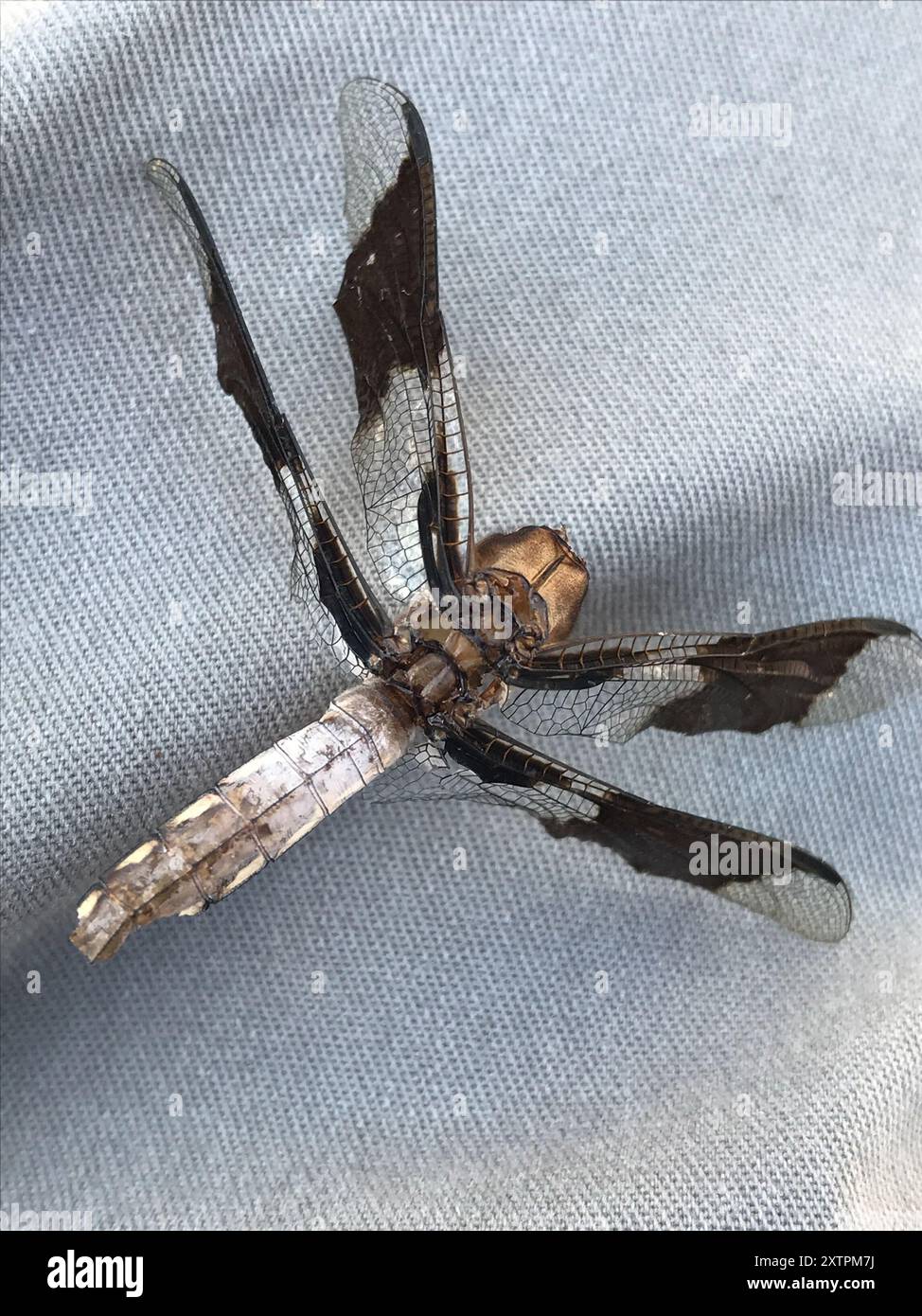 Common Whitetail (Plathemis lydia) Insecta Stock Photo - Alamy