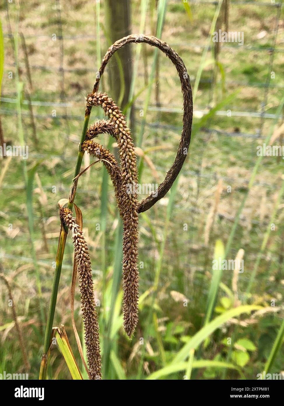 Hanging sedge (Carex pendula) Plantae Stock Photo - Alamy