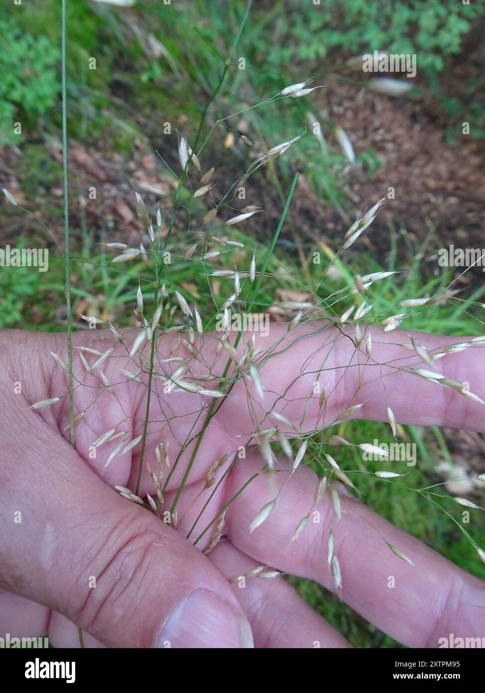 wavy hair-grass (Avenella flexuosa) Plantae Stock Photo - Alamy