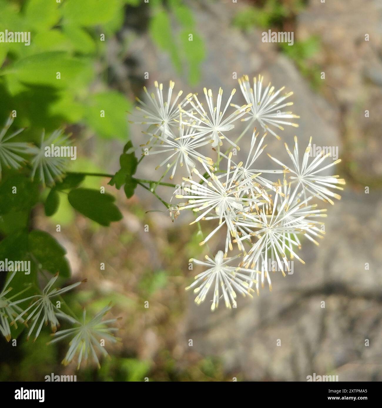 tall meadow-rue (Thalictrum pubescens) Plantae Stock Photo - Alamy