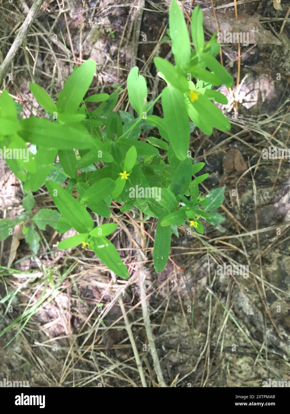 Dwarf St. John's Wort (Hypericum mutilum) Plantae Stock Photo - Alamy