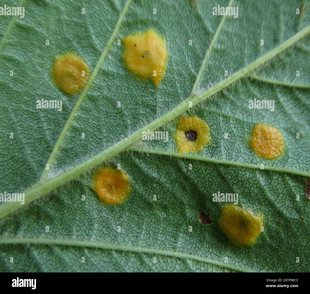 Juniper-hawthorn rust (Gymnosporangium globosum) Fungi Stock Photo - Alamy