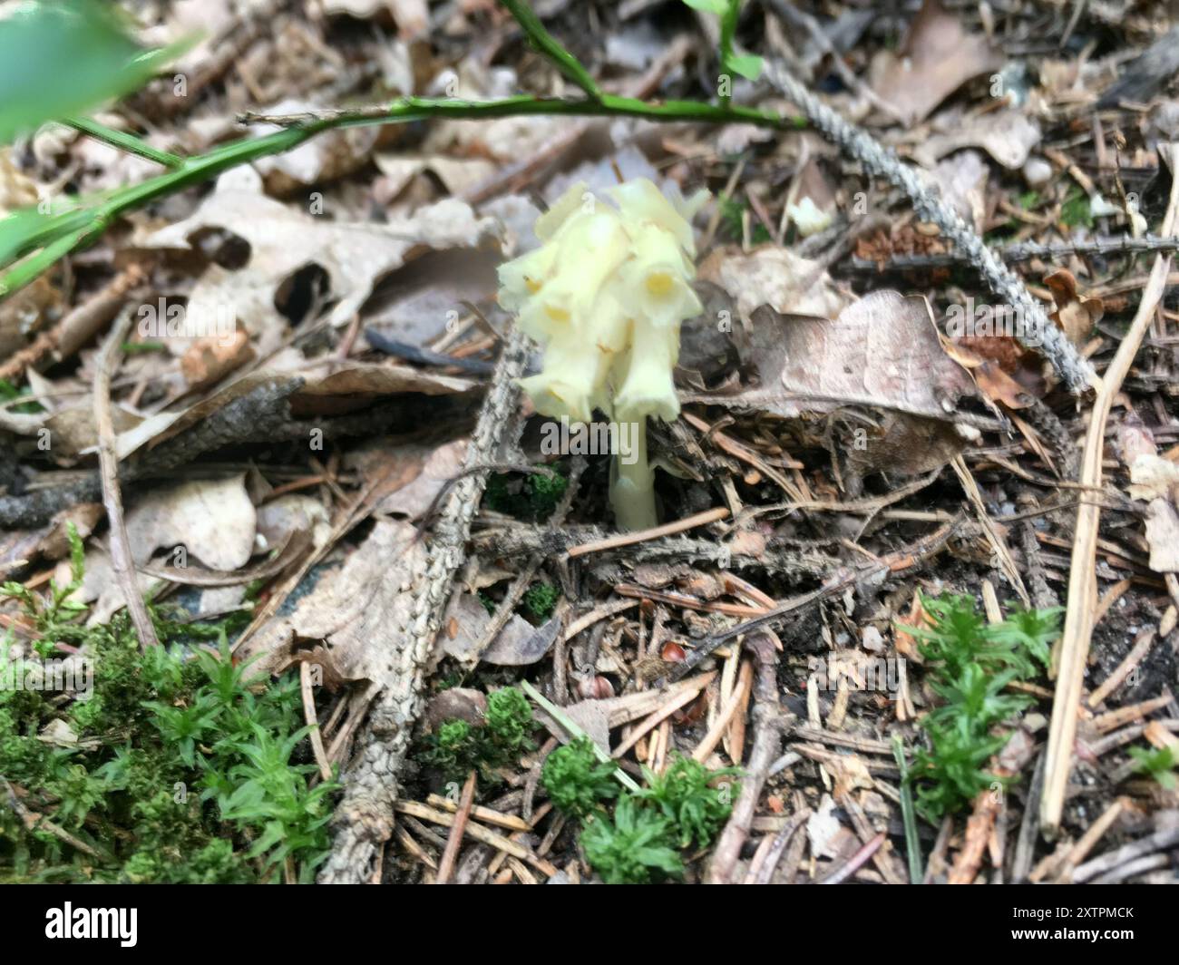 pinesap (Monotropa hypopitys) Plantae Stock Photo - Alamy