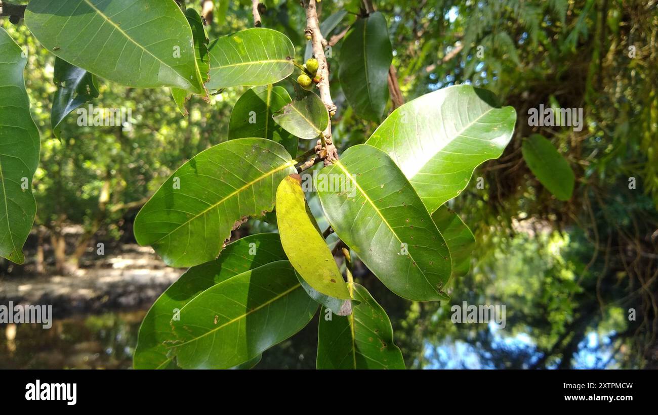 Pacific Banyan (Ficus prolixa) Plantae Stock Photo - Alamy