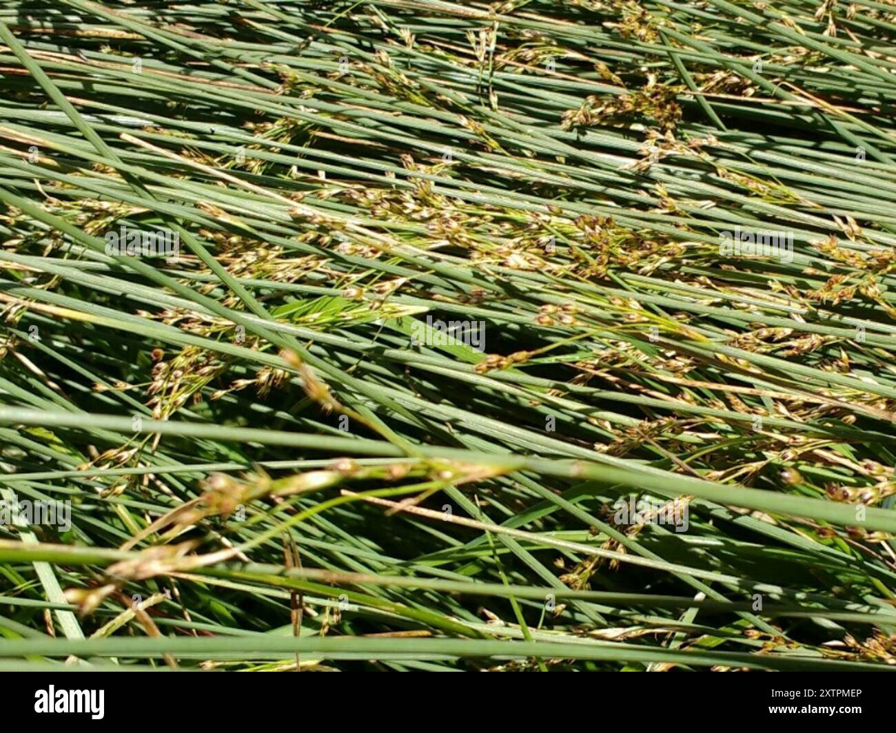 Hard Rush (Juncus inflexus) Plantae Stock Photo - Alamy