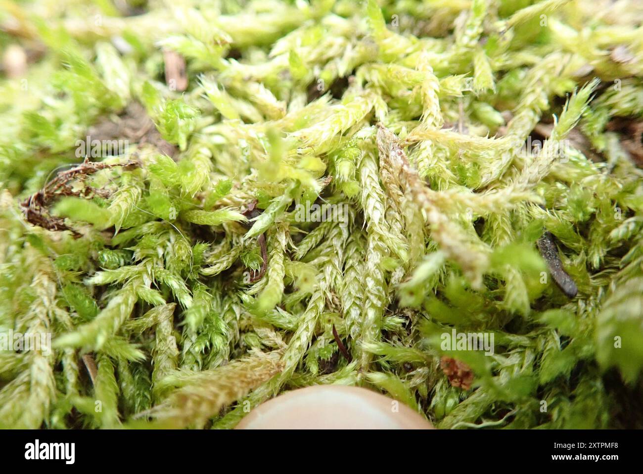 joint-toothed mosses (Bryopsida) Plantae Stock Photo - Alamy