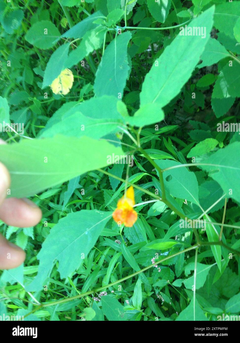 common jewelweed (Impatiens capensis) Plantae Stock Photo - Alamy