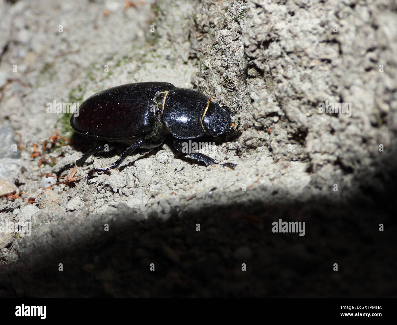 European Stag Beetle (Lucanus cervus) Insecta Stock Photo - Alamy
