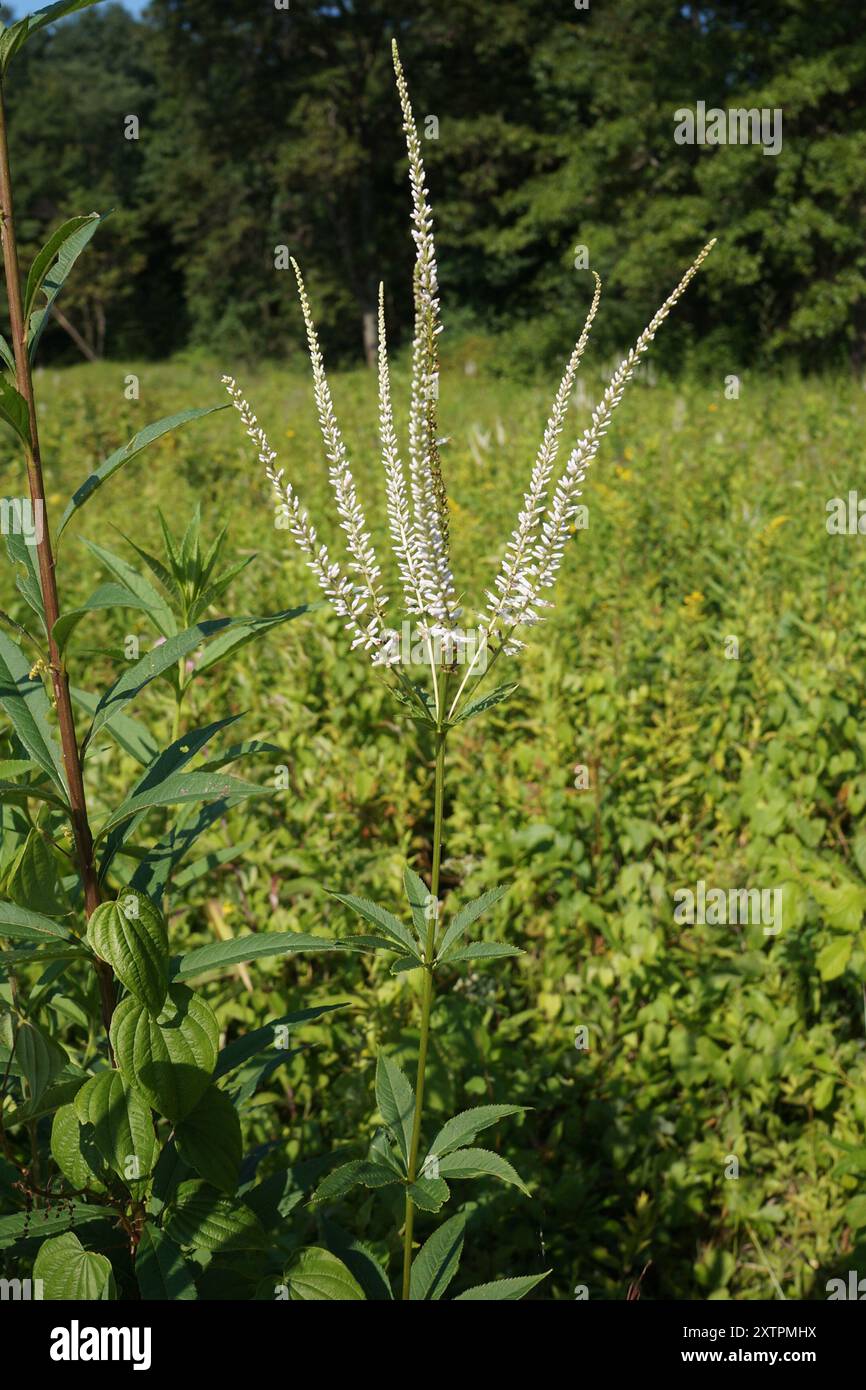 Culver's root (Veronicastrum virginicum) Plantae Stock Photo - Alamy