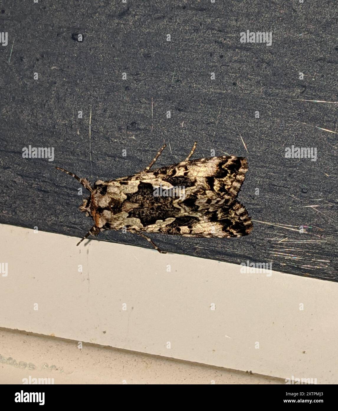 Pepper and salt moth hi-res stock photography and images - Alamy