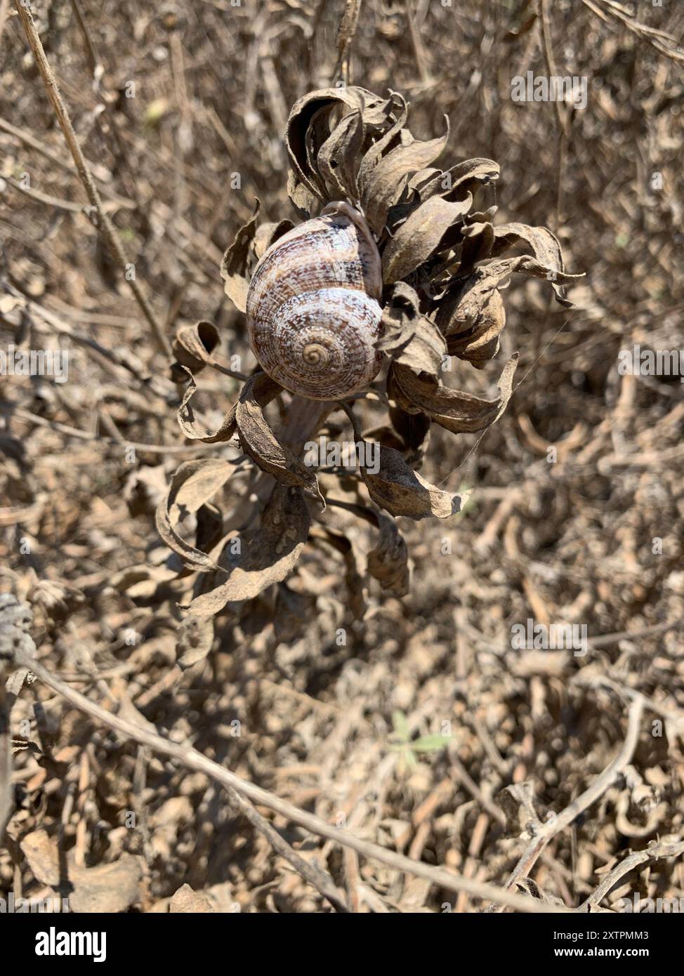 Milk Snail (Otala lactea) Mollusca Stock Photo - Alamy