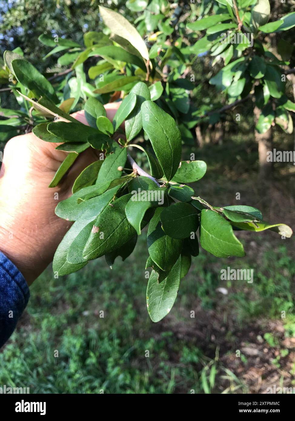 Gum bumelia (Sideroxylon lanuginosum) Plantae Stock Photo - Alamy