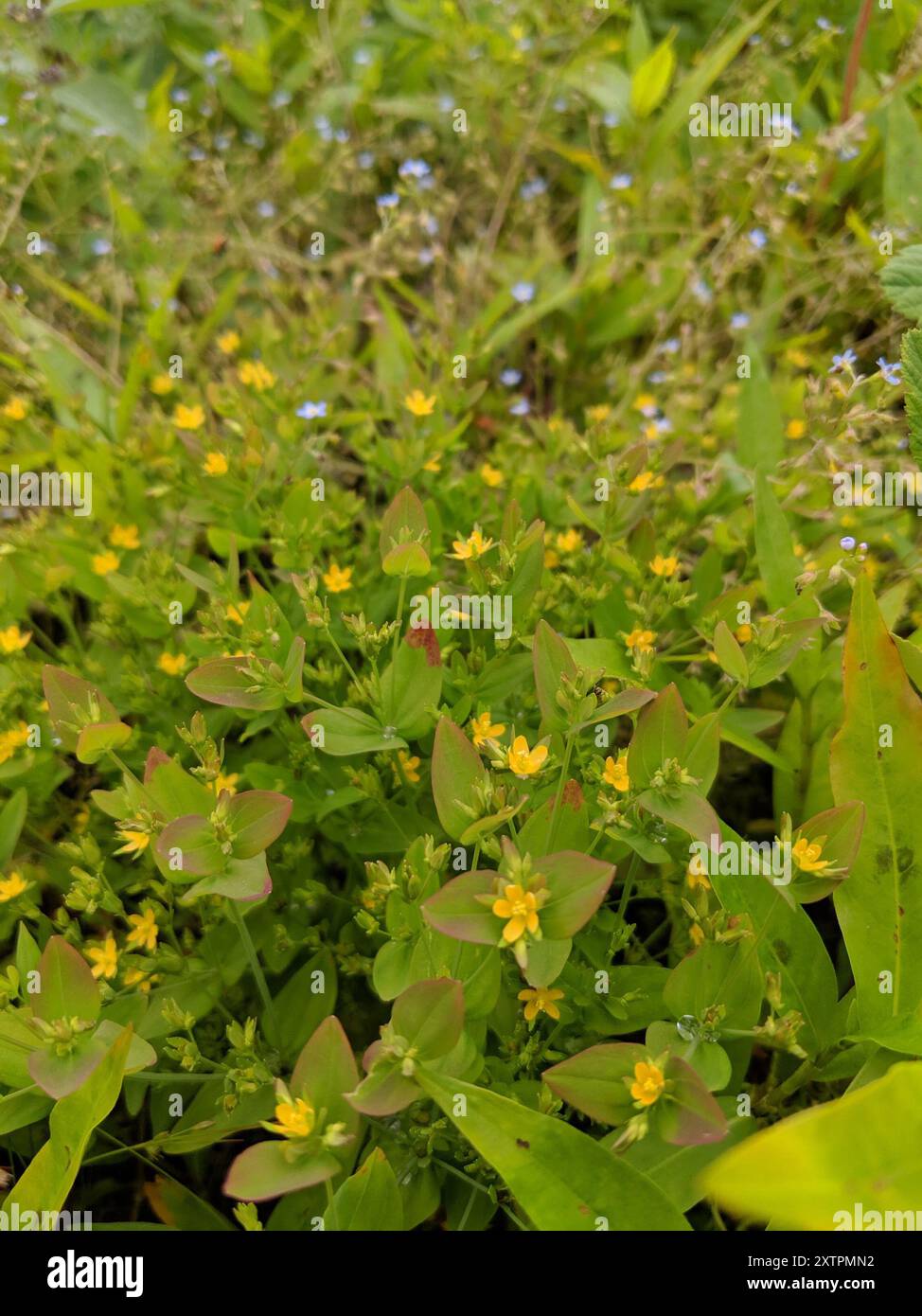 Dwarf St. John's Wort (Hypericum mutilum) Plantae Stock Photo - Alamy