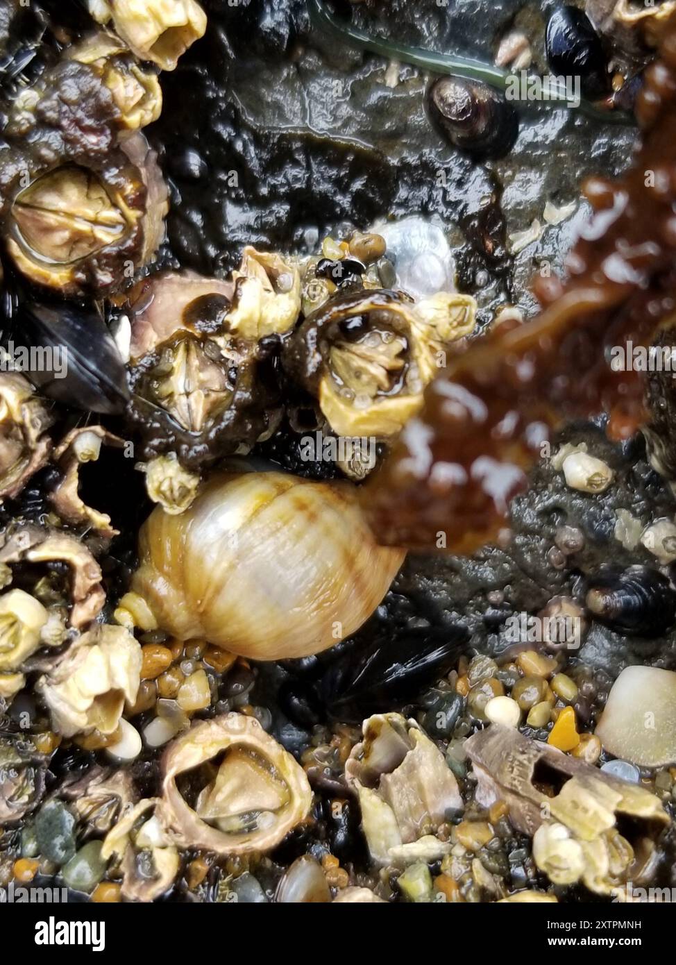 Striped Dogwinkle (Nucella ostrina) Mollusca Stock Photo - Alamy
