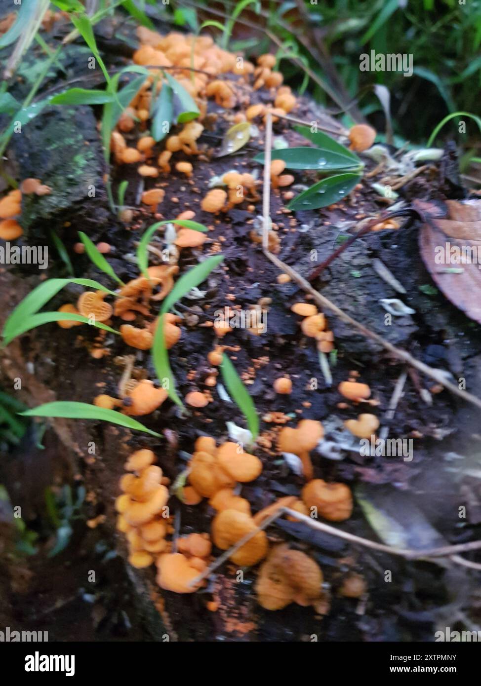 orange pore fungus (Favolaschia claudopus) Fungi Stock Photo - Alamy