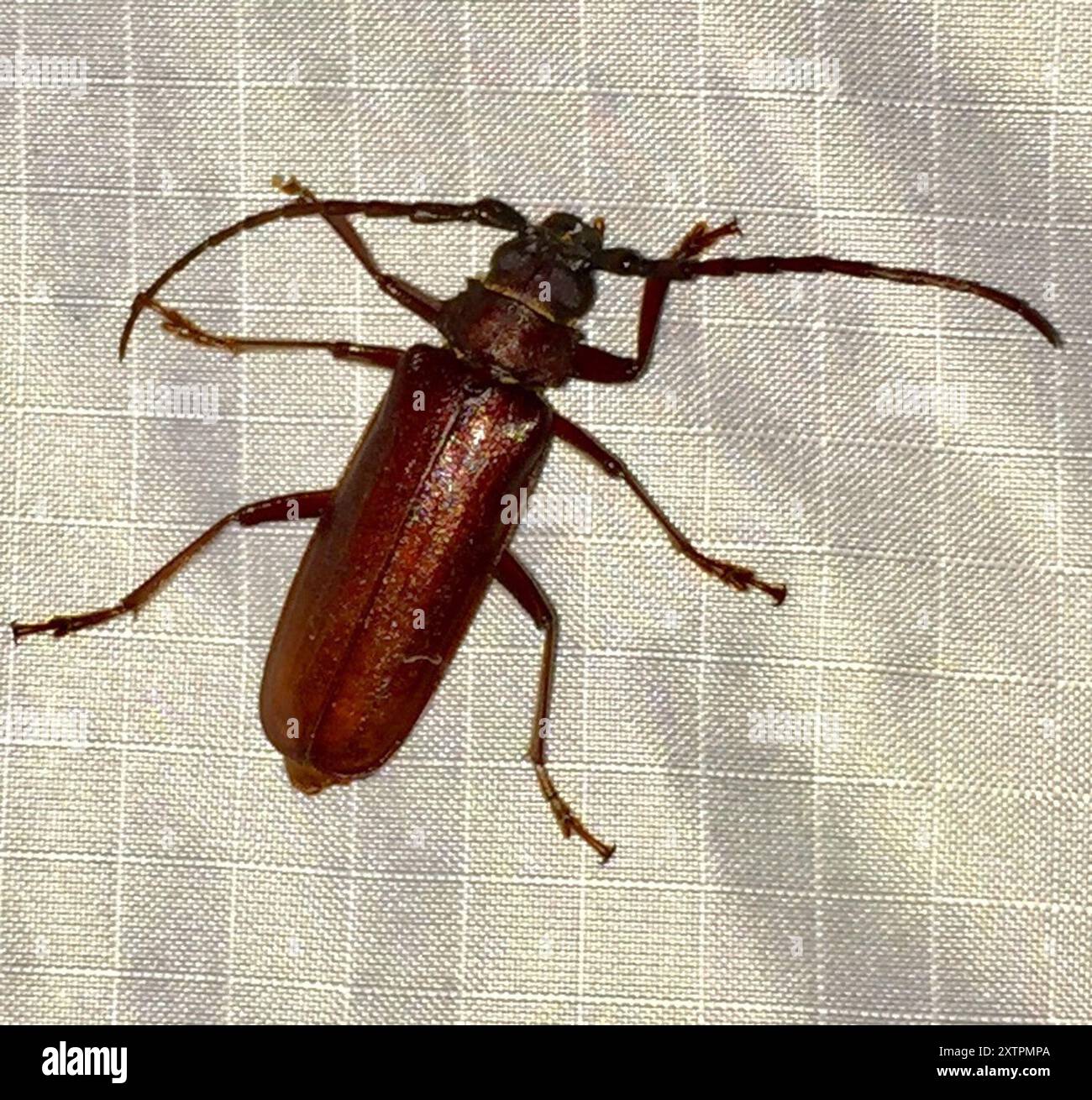 Orthosoma brunneum hi-res stock photography and images - Alamy