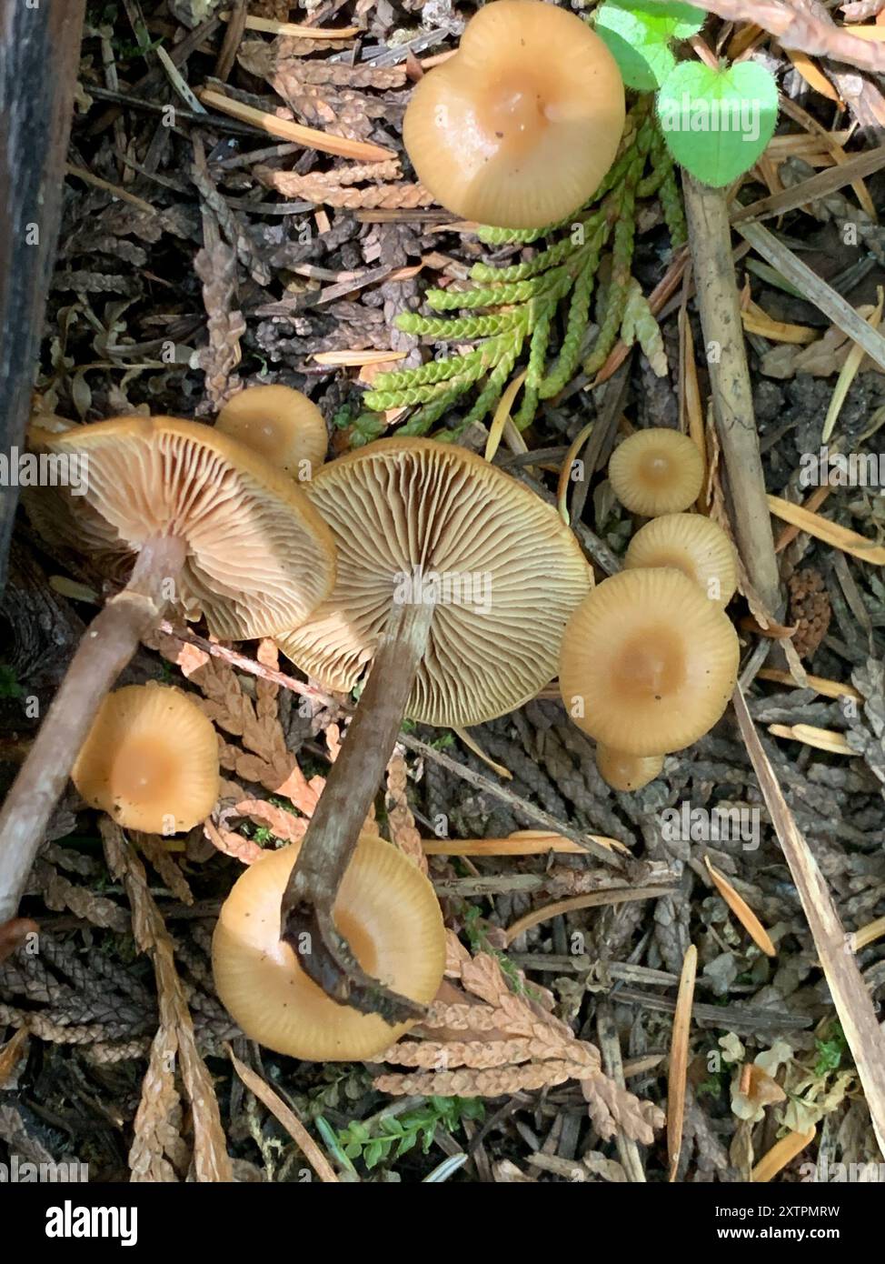 Moss Bells (Galerina) Fungi Stock Photo - Alamy