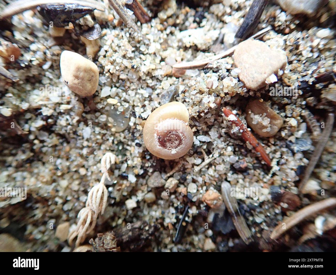 Gastropods (Gastropoda) Mollusca Stock Photo - Alamy