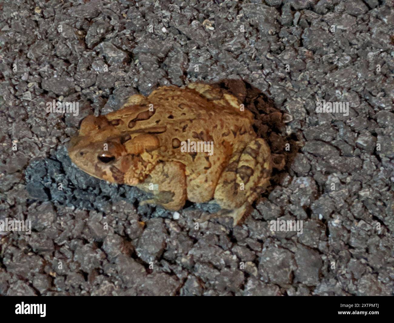 Eastern American Toad (Anaxyrus americanus americanus) Amphibia Stock ...
