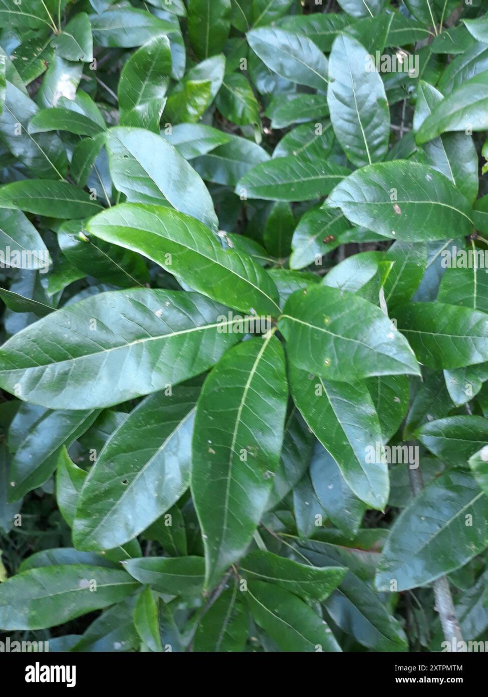 shingle oak (Quercus imbricaria) Plantae Stock Photo - Alamy