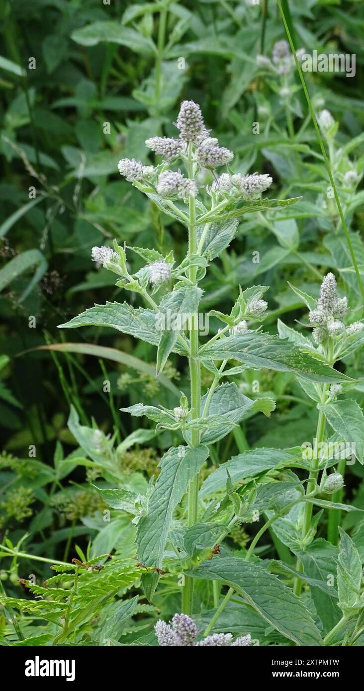 Horse Mint (Mentha longifolia) Plantae Stock Photo - Alamy