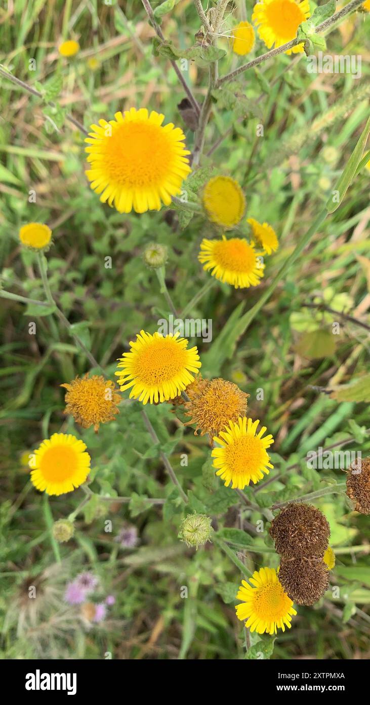 Common Fleabane (Pulicaria dysenterica) Plantae Stock Photo - Alamy